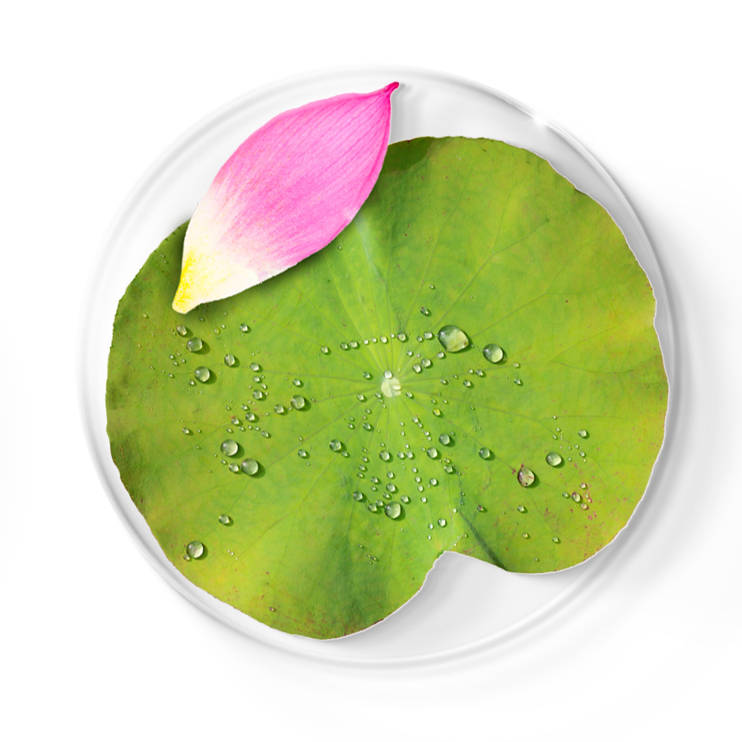Lotus & Rambutan - Active Cell Extract + Vitamin B12 - Bio-Cellulose F ...