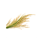 Ceylon Grapefruit & Rice - Fruit Butter Enriched - Lip Balm - 10g – Spa ...